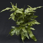 Hawaiian Laua’e Fern – Casa Flora