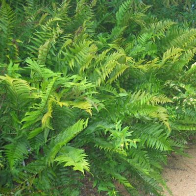 Southern Shield Fern – Casa Flora