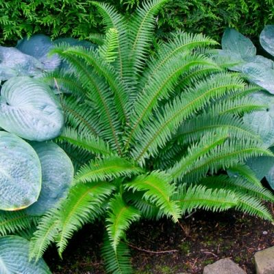 Western Sword Fern – Casa Flora