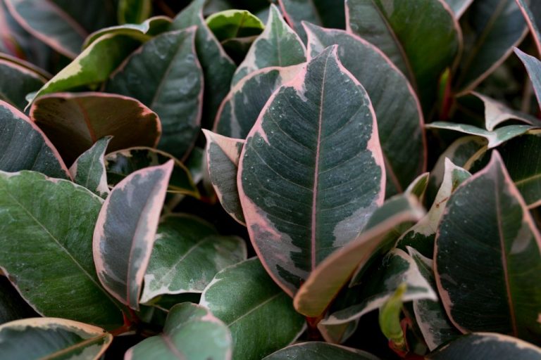 Ficus Ruby – Singles – Casa Flora
