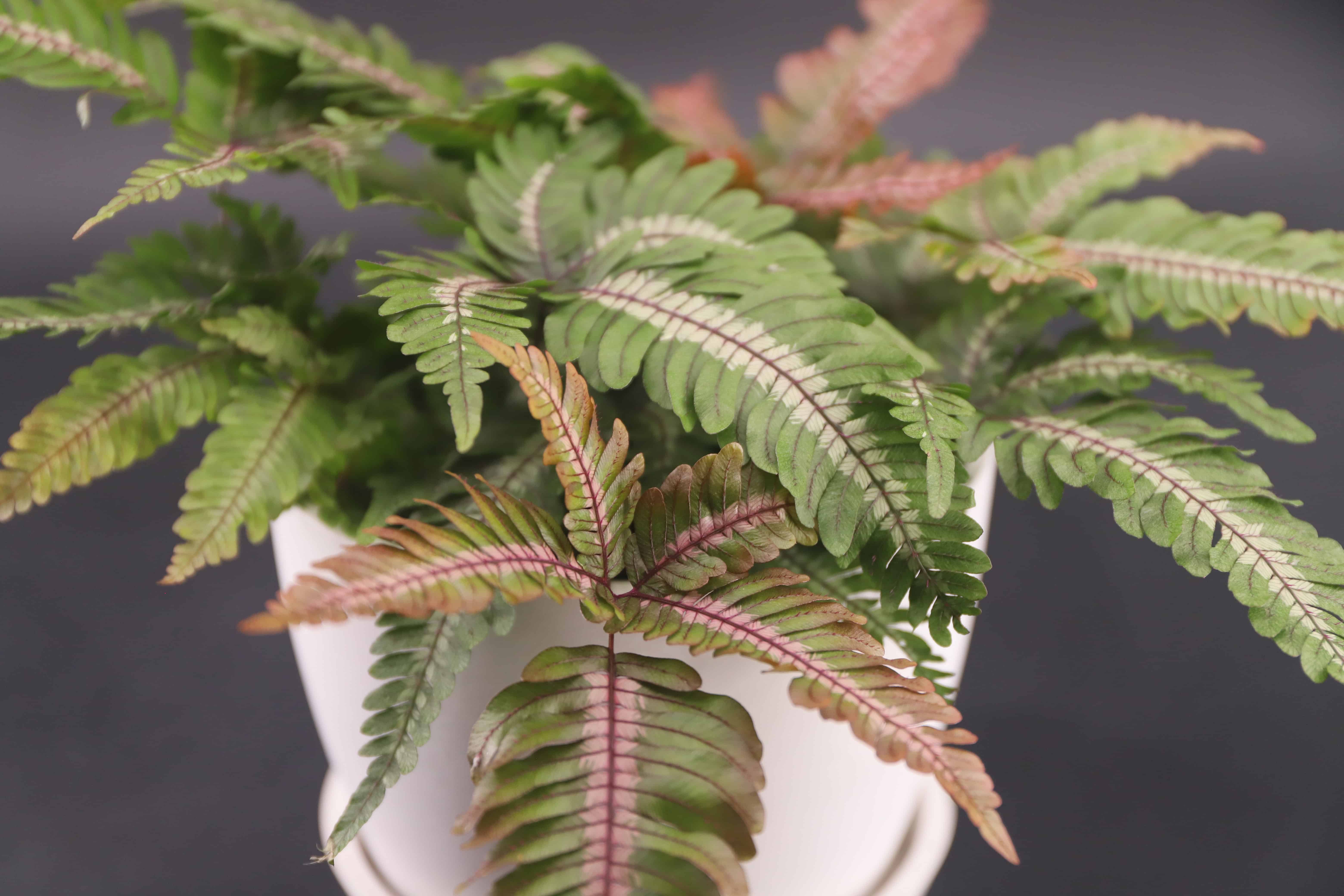 Wavy Cloak Fern – Casa Flora