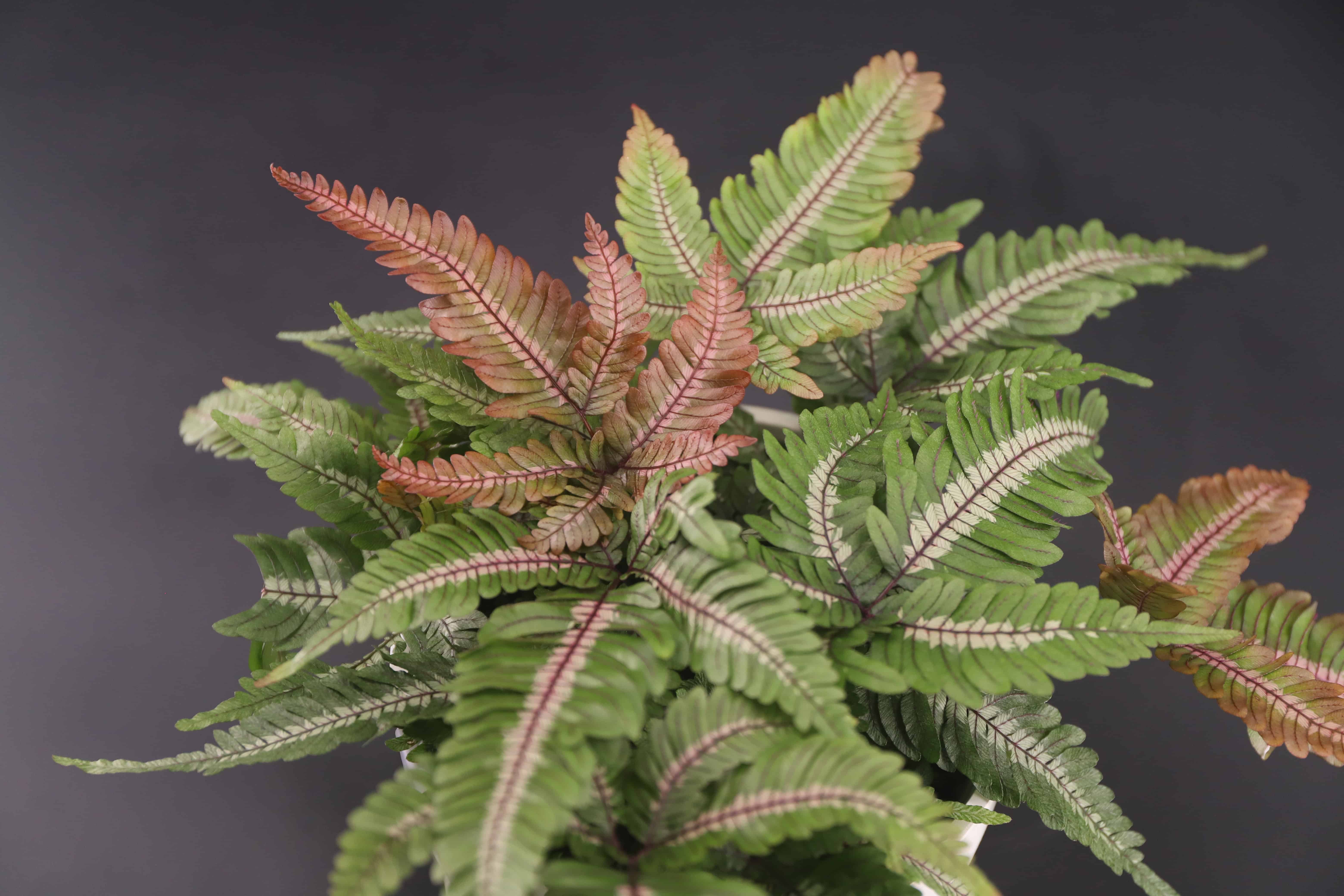 Wavy Cloak Fern – Casa Flora